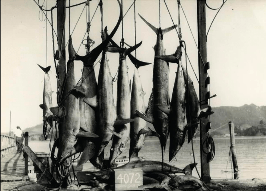 waitematawoodys.com #1 for classic wooden boat stories, info, advice ...